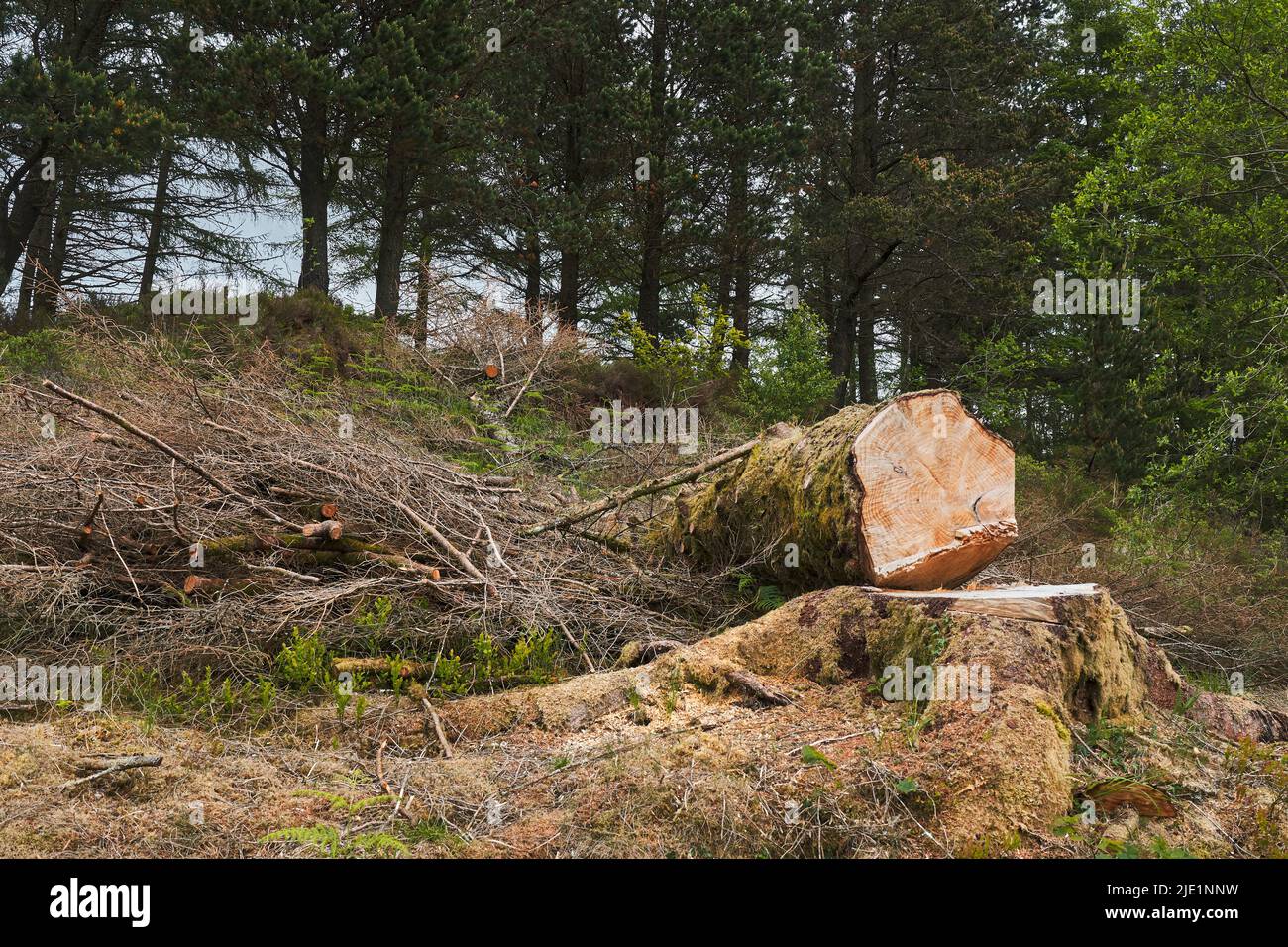 Large fallen tree cut down as part of forestry clearance Stock Photo ...