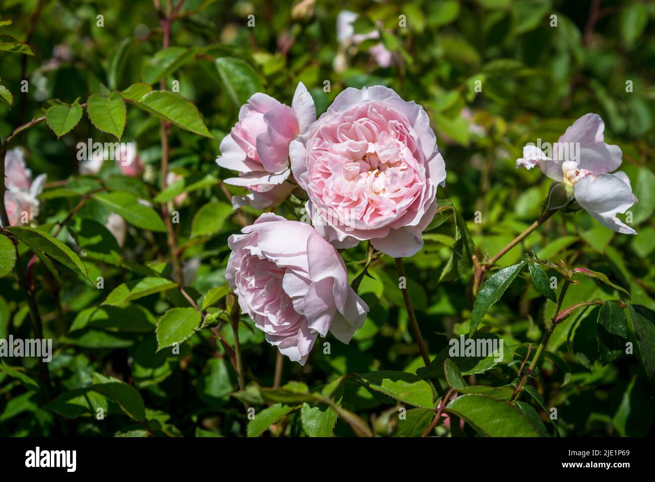Rose Wisley, Old English rose, Rosa Wisley 2008 'Ausbreeze' Stock Photo ...