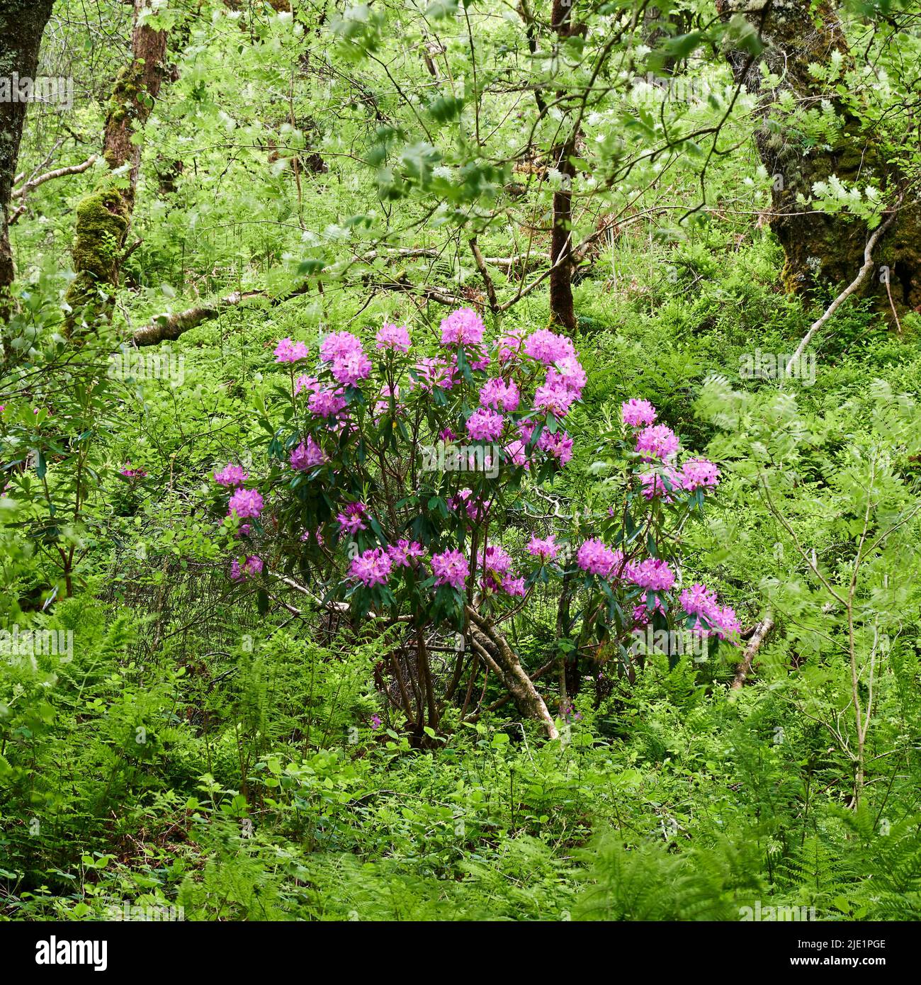 Invasive shrub control hi-res stock photography and images - Alamy
