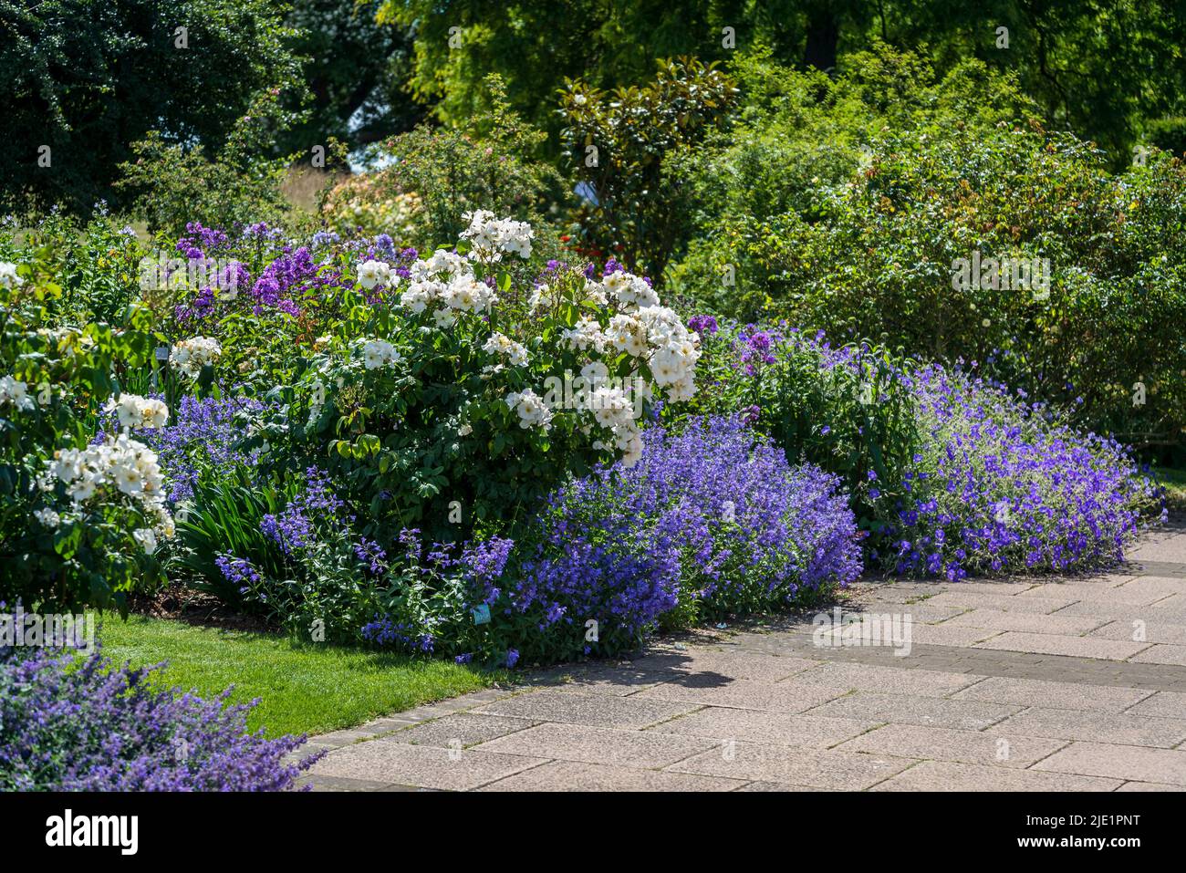 Geranium rozanne border uk hi-res stock photography and images - Alamy