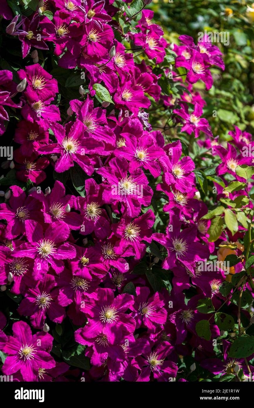 Clematis 'Barbara Harrington' Stock Photo - Alamy