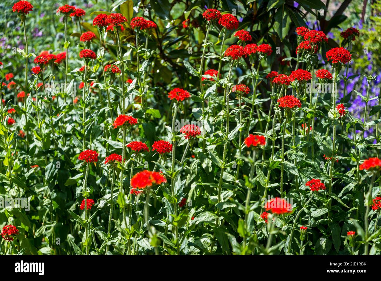 Lychnis chalcedonica, Lychnis chalcedonica 'Red Cross', Lychnis ...