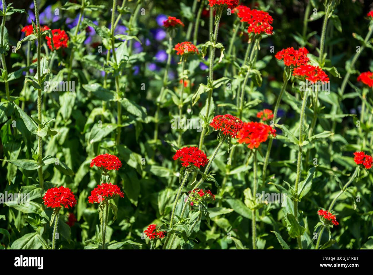 Lychnis chalcedonica, Lychnis chalcedonica 'Red Cross', Lychnis ...