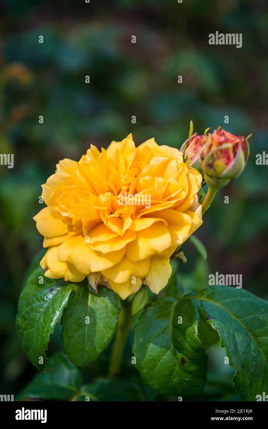 Rosa Leah Tutu 'Hornavel' Stock Photo - Alamy