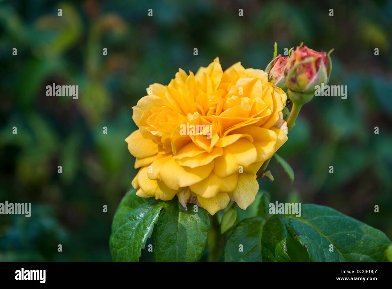 Tutu plant hi-res stock photography and images - Alamy