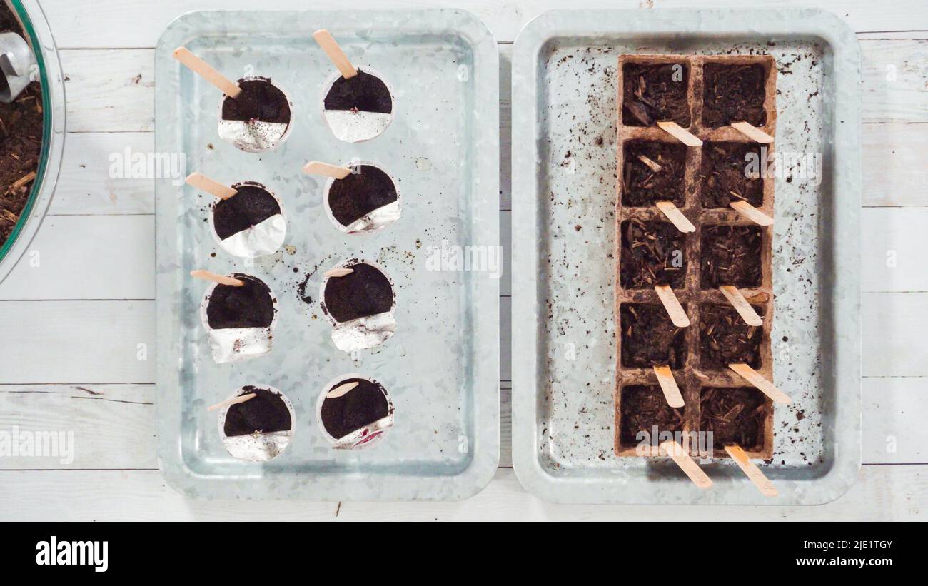 Flat lay. Planting seeds into small containers to start an indoor herb ...