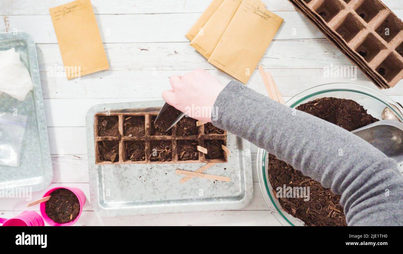 Flat lay. Planting seeds into small containers to start an indoor herb ...