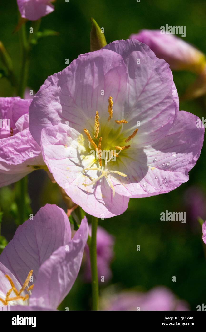 Mexican Evening Primrose, Oenothera speciosa "Rosea", Pink, Close up ...