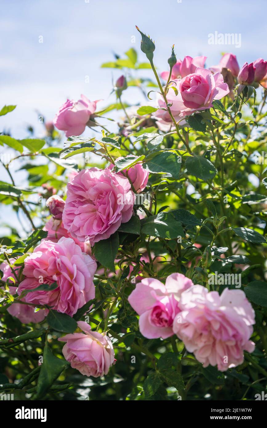 Rose Wisley, Old English rose, Rosa Wisley 2008 'Ausbreeze' Stock Photo ...