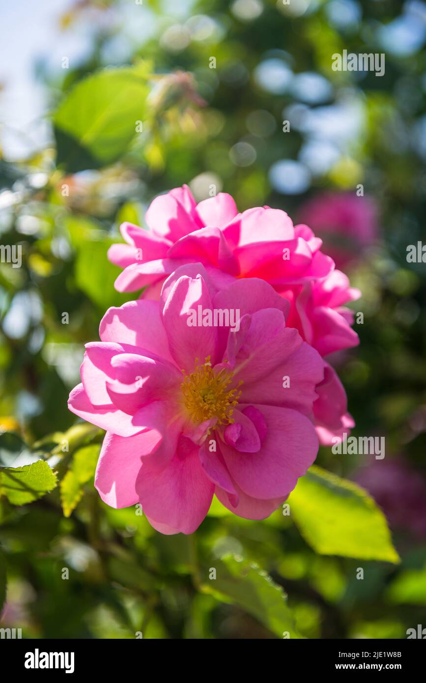 Cariad rosa hi-res stock photography and images - Alamy