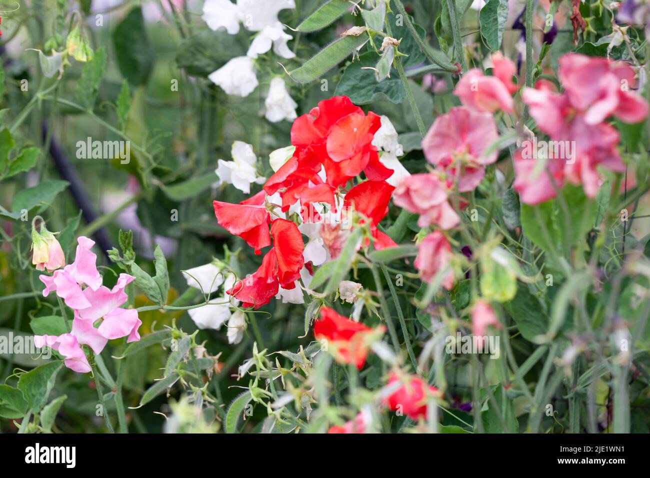 Close-up of colourful varieties of Sweet Peas, Lathyrus odoratus growing during midsummer of ...