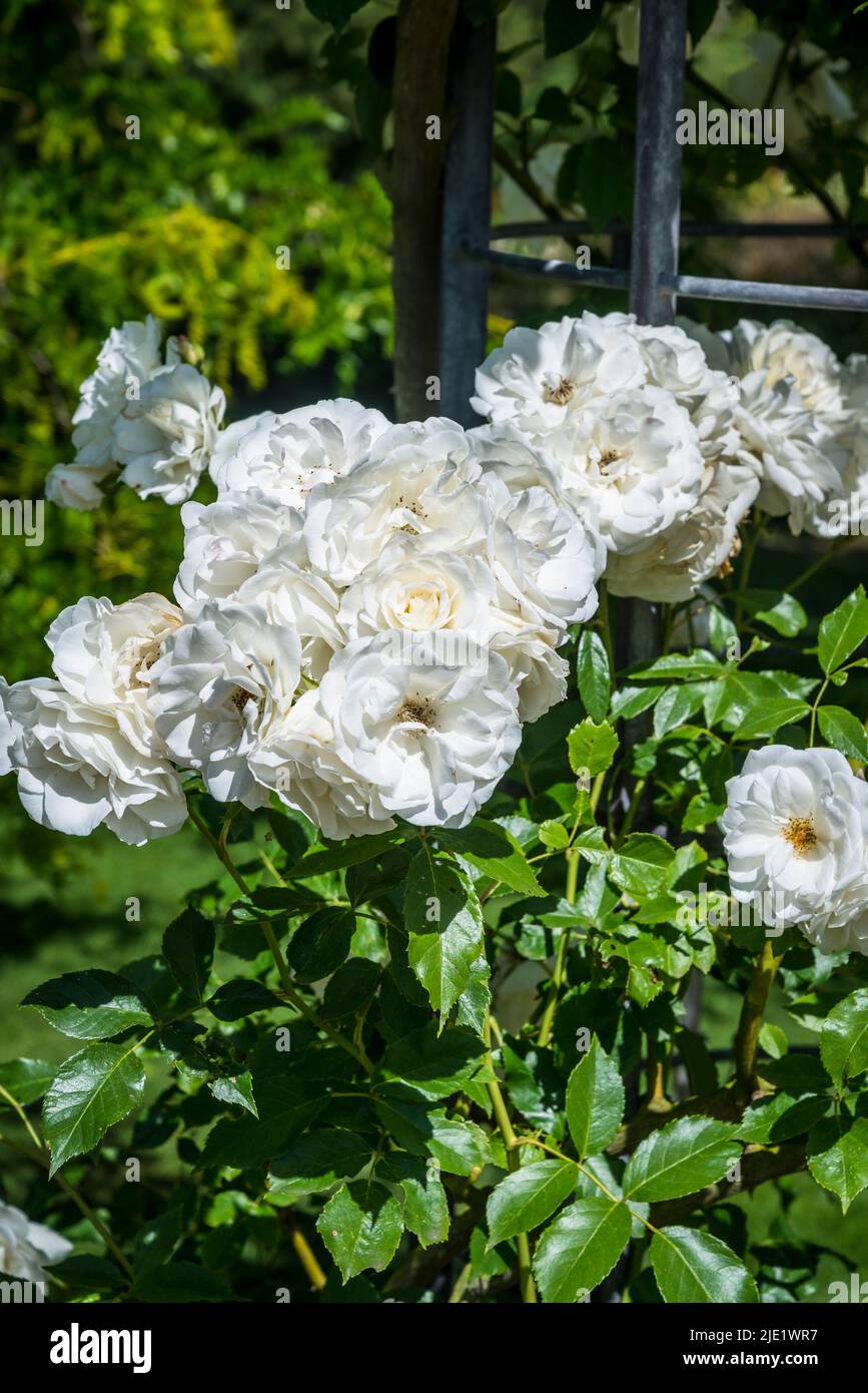 Rosa 'Climbing Iceberg' Stock Photo - Alamy