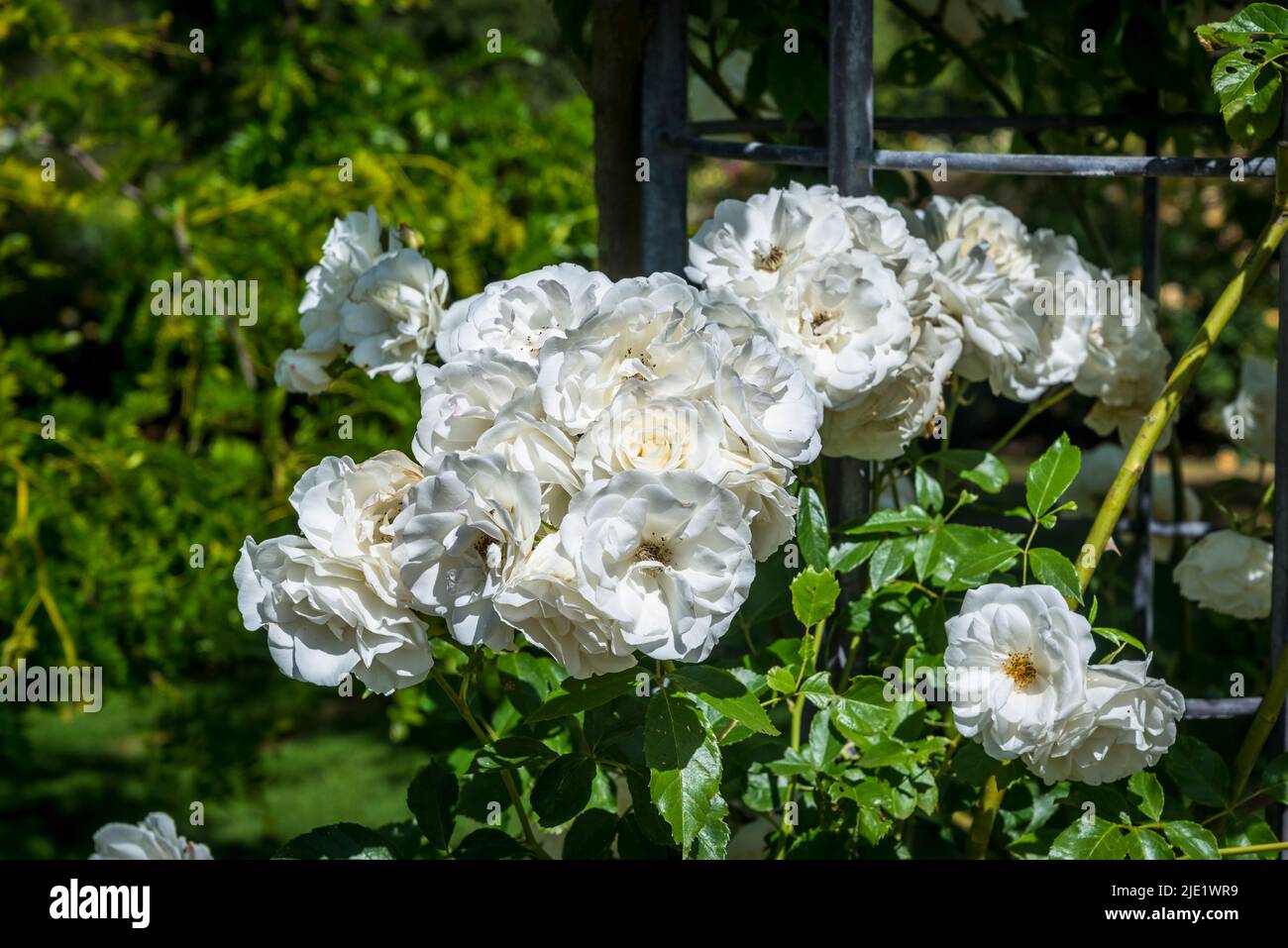 Rosa 'Climbing Iceberg' Stock Photo - Alamy