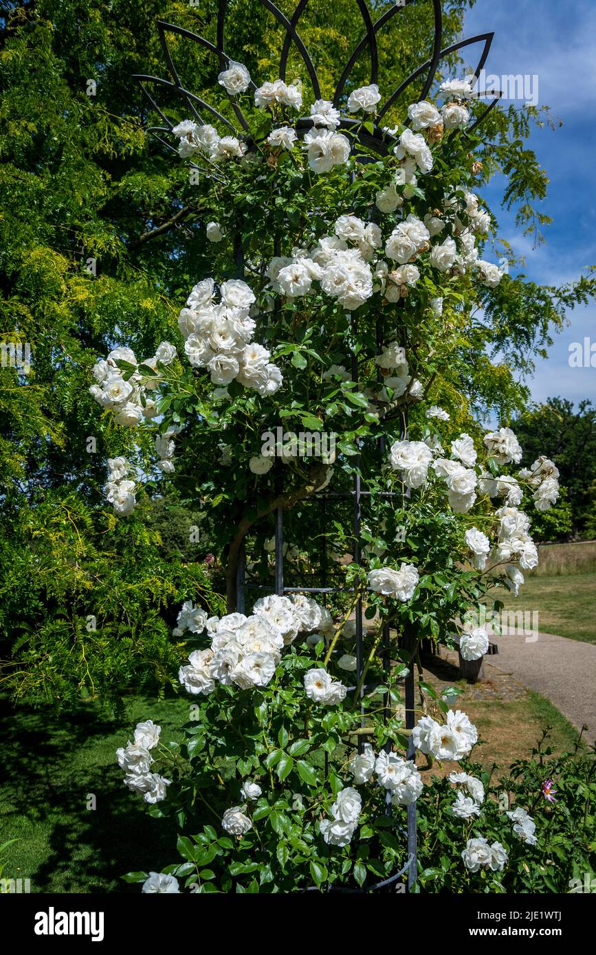 Rosa 'Climbing Iceberg' Stock Photo - Alamy