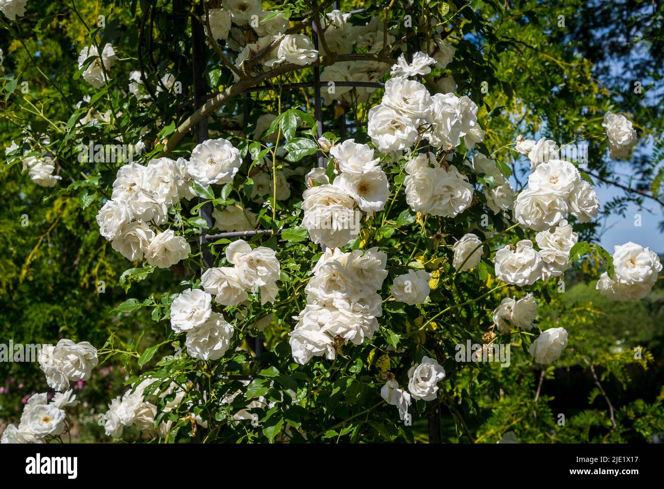 Rosa 'Climbing Iceberg' Stock Photo - Alamy