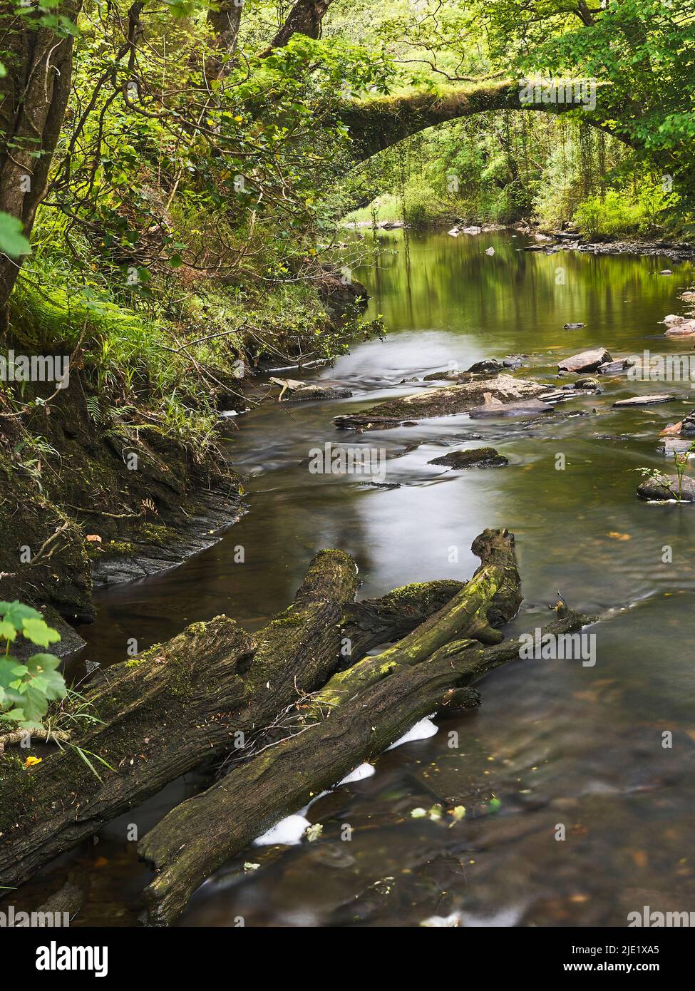 Temperate rainforest wales uk river hi-res stock photography and images ...