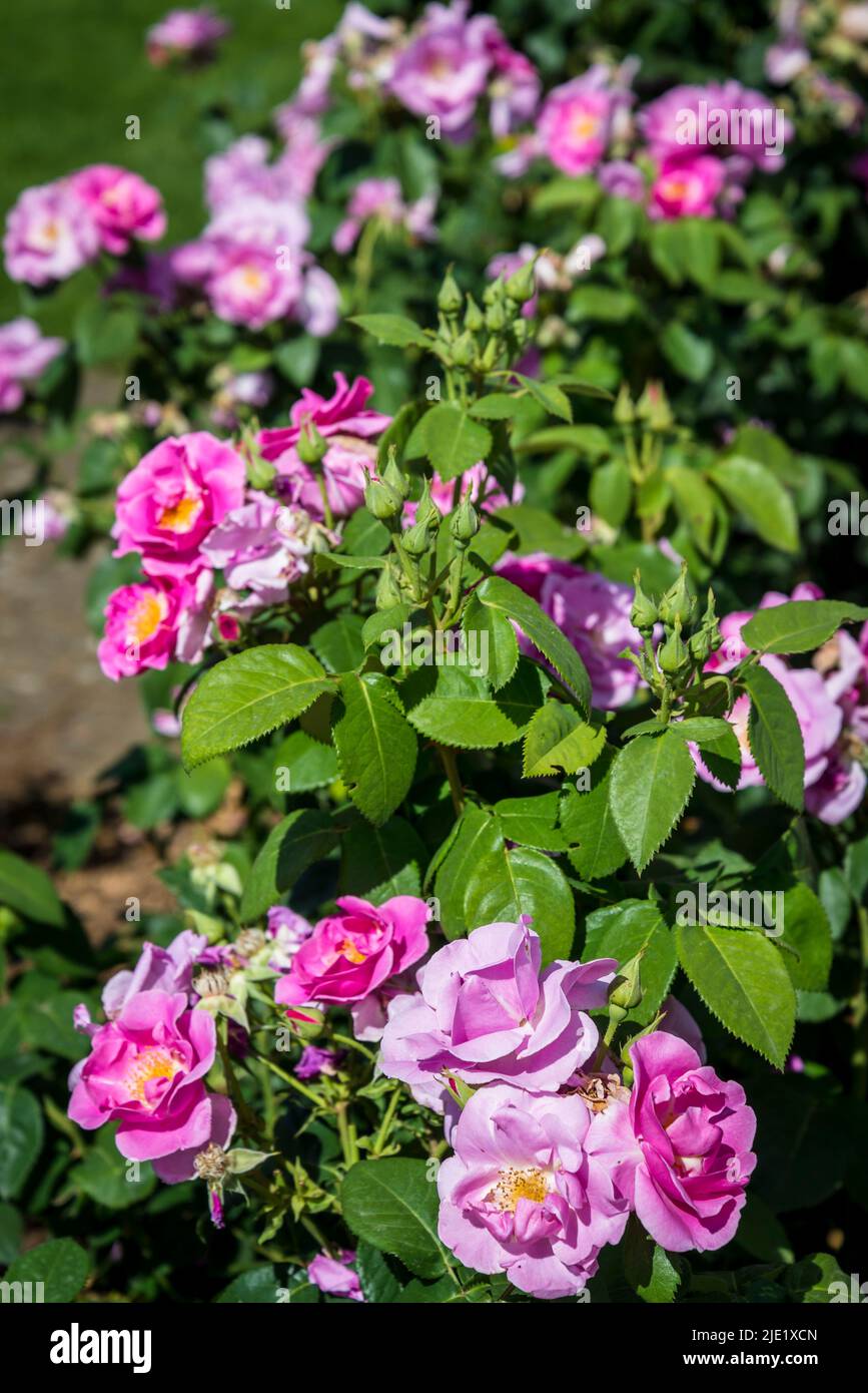 Rosa Luckey! 'Frylucy' Stock Photo - Alamy