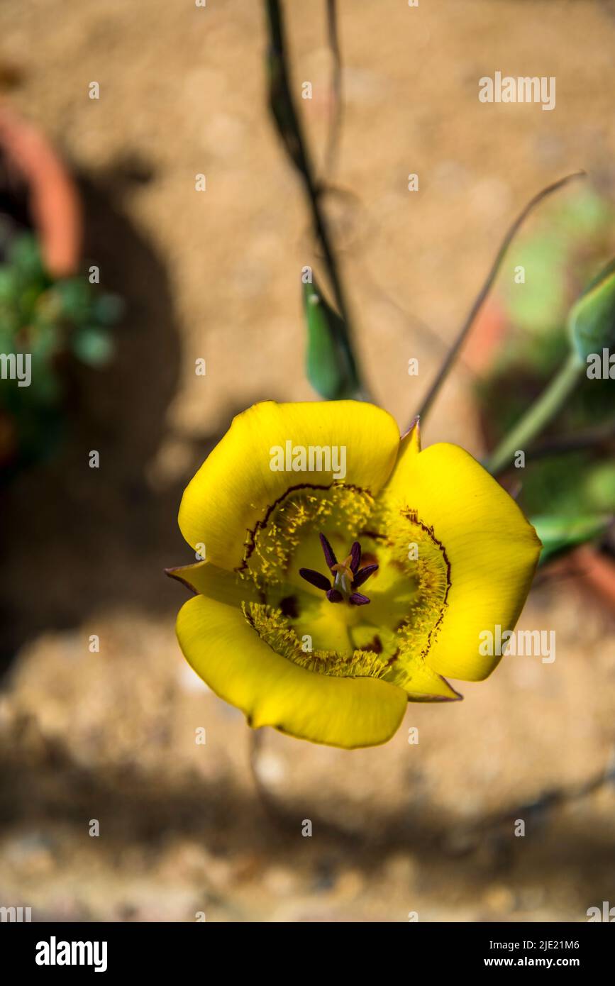 Alpine garden society hi-res stock photography and images - Alamy