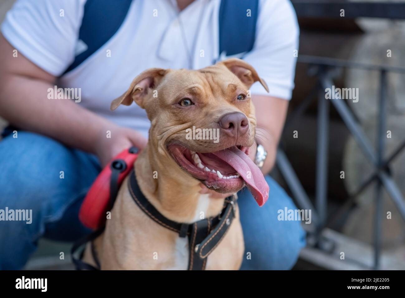 Excited pit bull hi-res stock photography and images - Alamy
