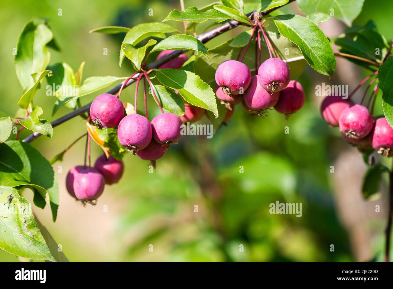 Small red apples on the lush green tree branch. A lot of small red ...