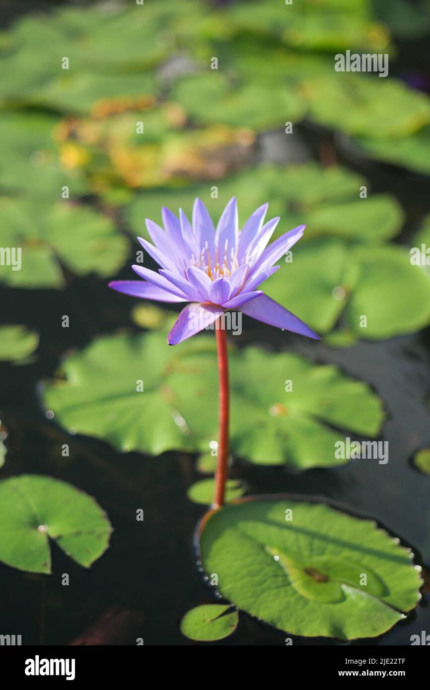 purple color water lily or lotus flower Stock Photo - Alamy