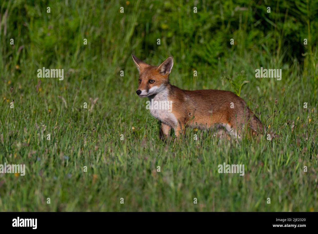 Fox cub-Vulpes vulpes Stock Photo - Alamy