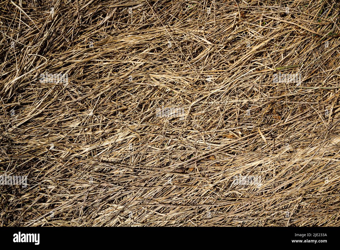 Closeup of old aged dry grass straw texture background. Macro of a ...