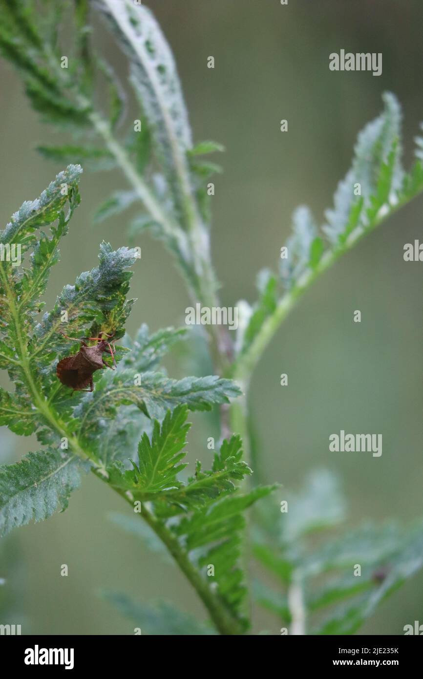 a large Leather bug on Weeds Stock Photo - Alamy a large Leather bug on Weeds Stock Photo - Alamy