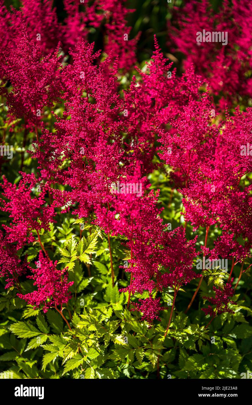 Astilbe 'Montgomery' (japonica hybrid), false goatsbeard Stock Photo ...