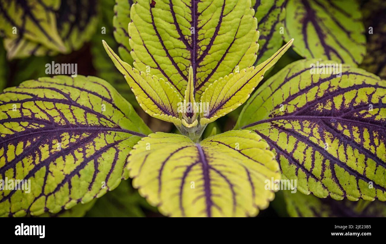 Green color petals hi-res stock photography and images - Alamy