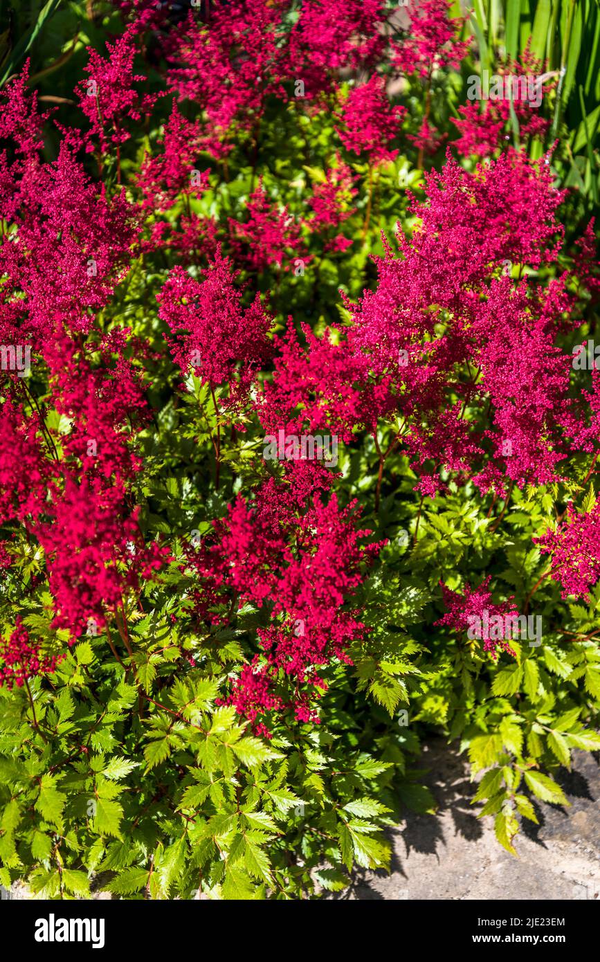 Astilbe 'Montgomery' (japonica hybrid), false goatsbeard Stock Photo ...