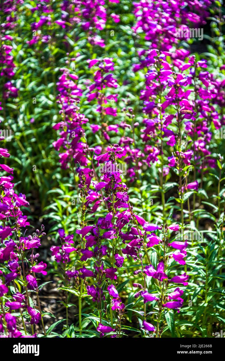 Penstemon 'Hidcote Purple', the beardtongue Stock Photo - Alamy