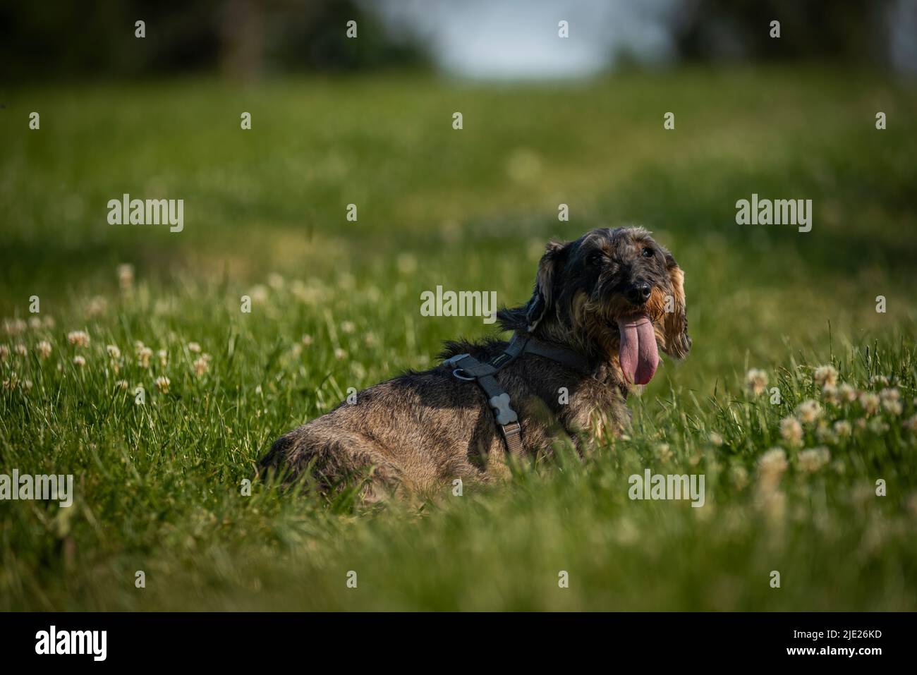 German badger dog hi-res stock photography and images - Alamy
