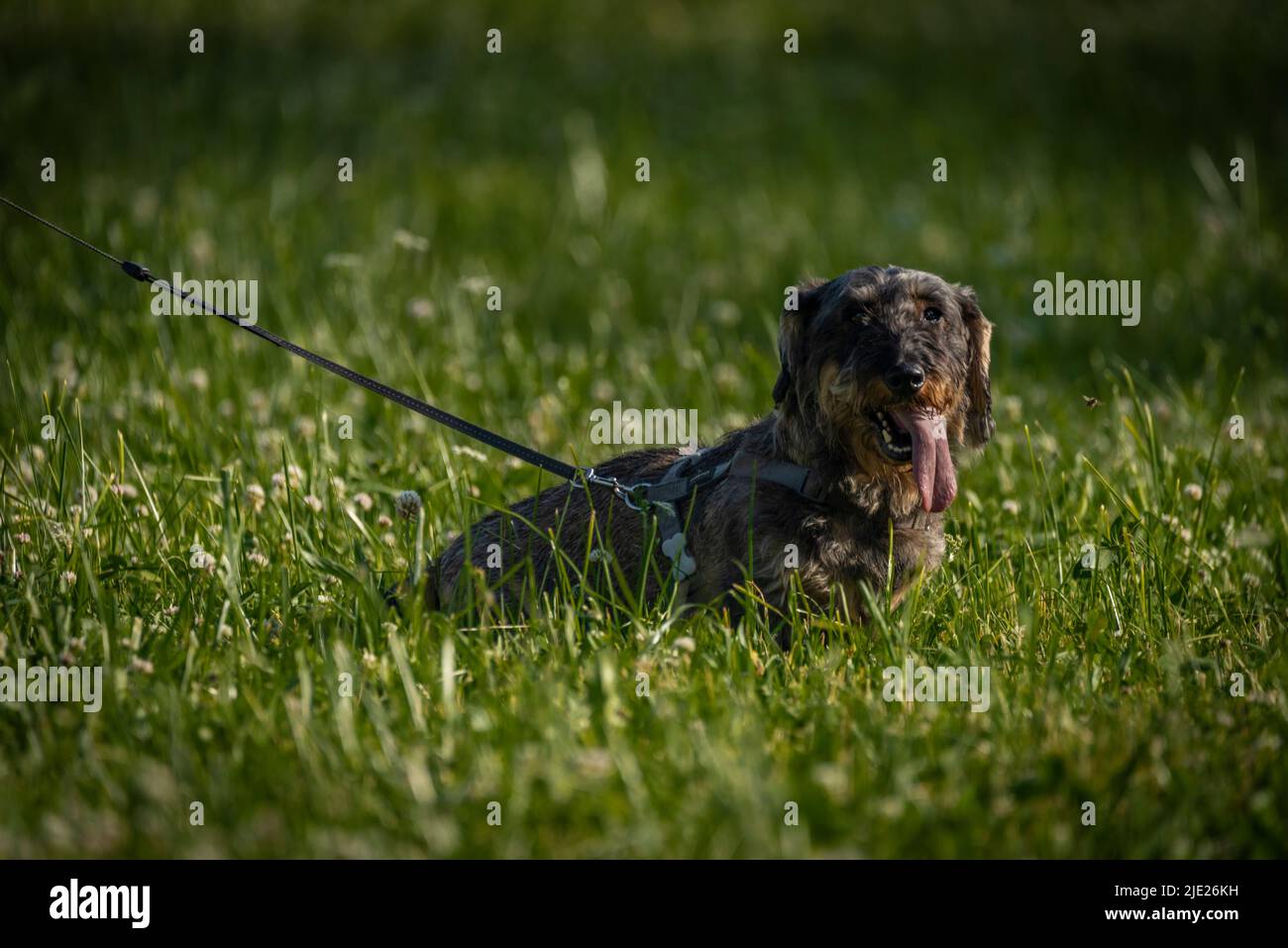 German badger dog hi-res stock photography and images - Alamy