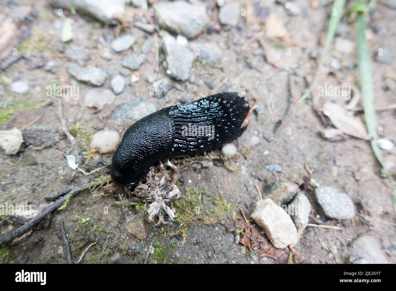 Black Slug Arion ater L Stock Photo - Alamy