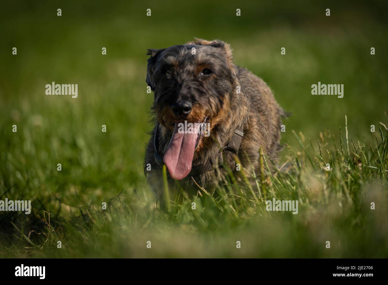 Good tempering hi-res stock photography and images - Alamy