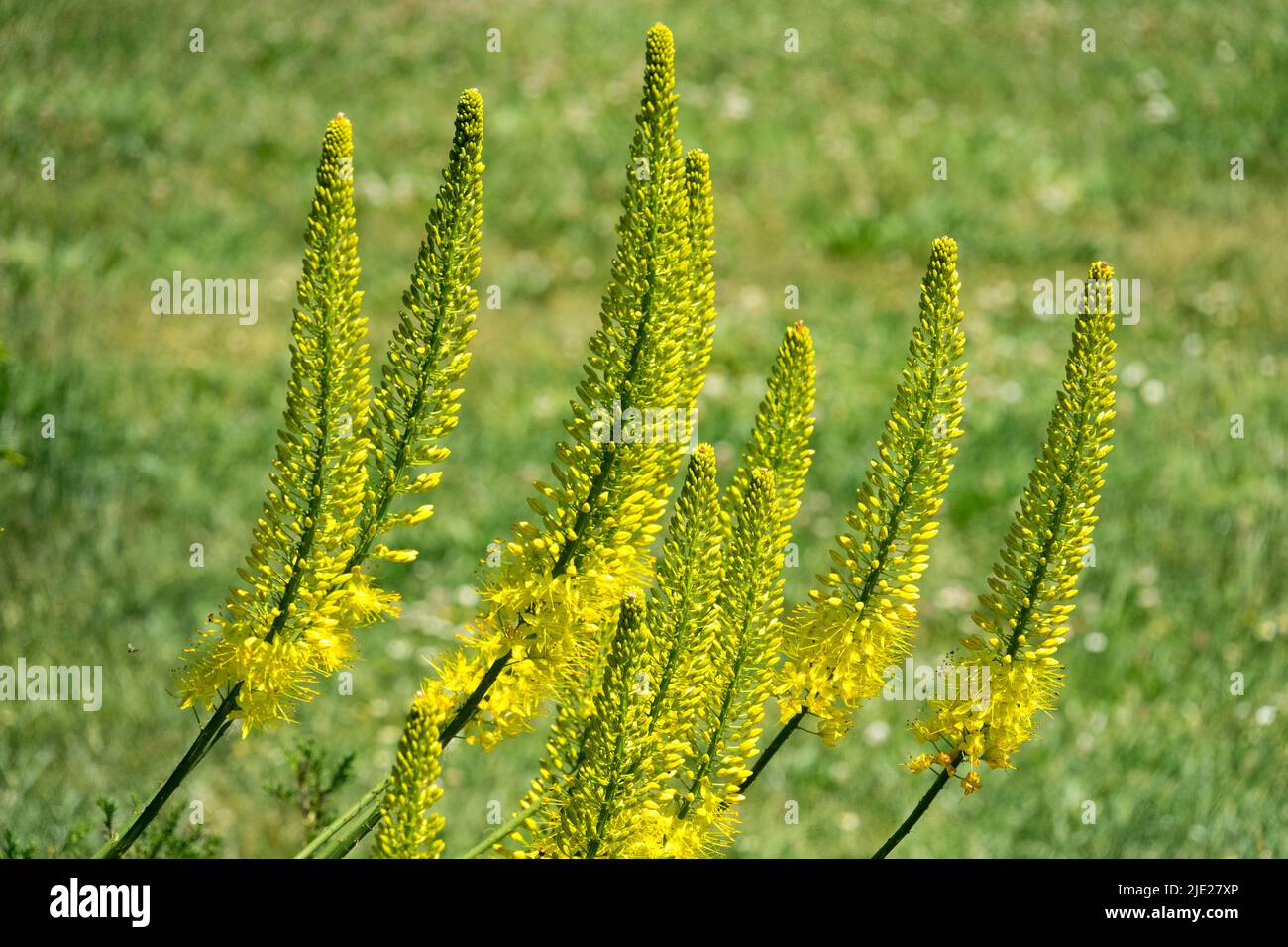 Desert candle foxtail lily eremurus tap dance flowers hi-res stock ...