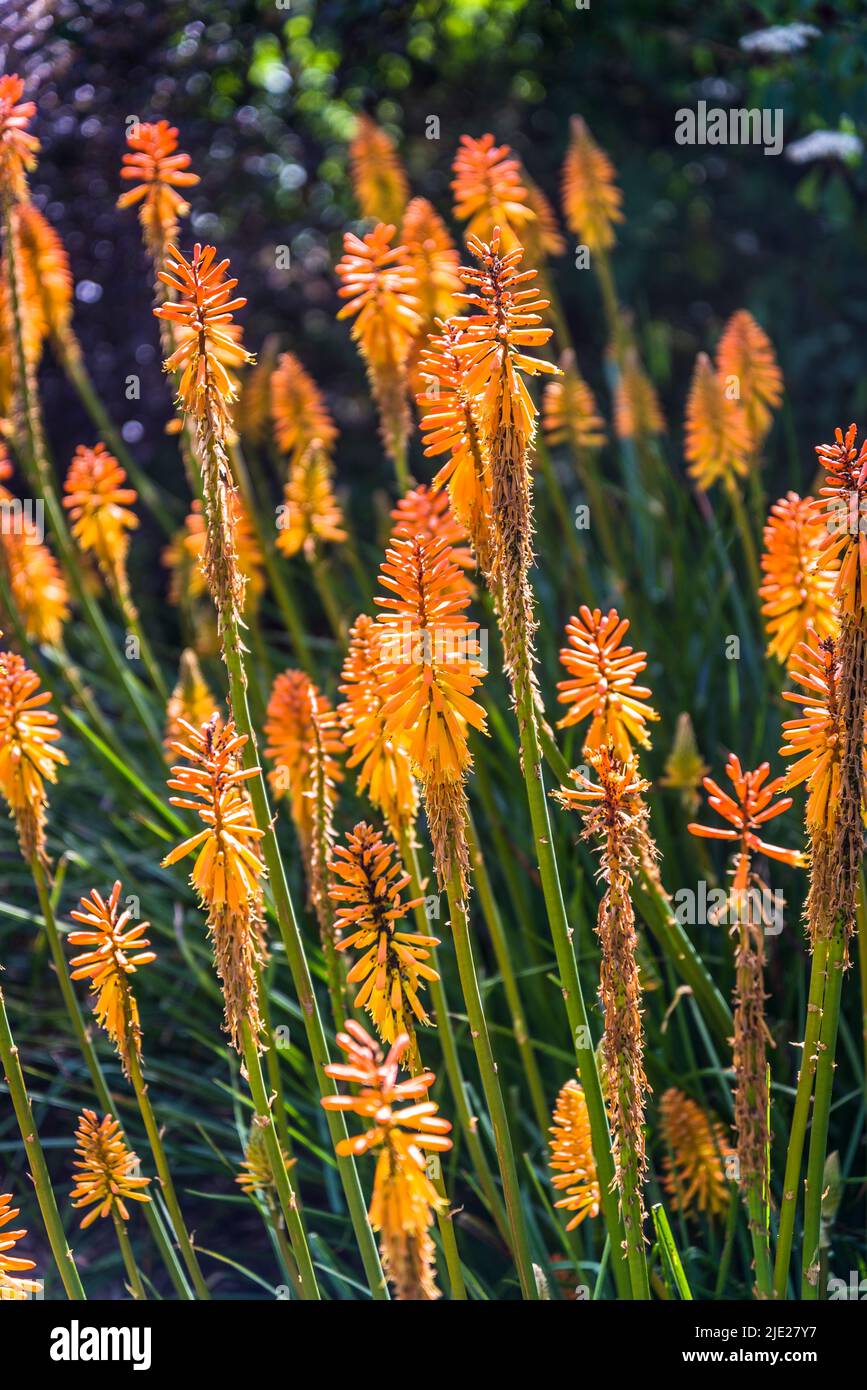 Kniphofia 'Fiery Fred', Red hot poker 'Fiery Fred' Stock Photo - Alamy