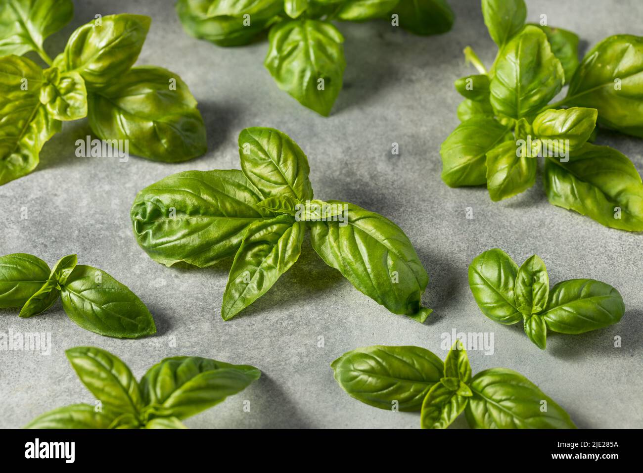 Raw Green Organic Italian Basil Leaves Ready to Cook With Stock Photo ...