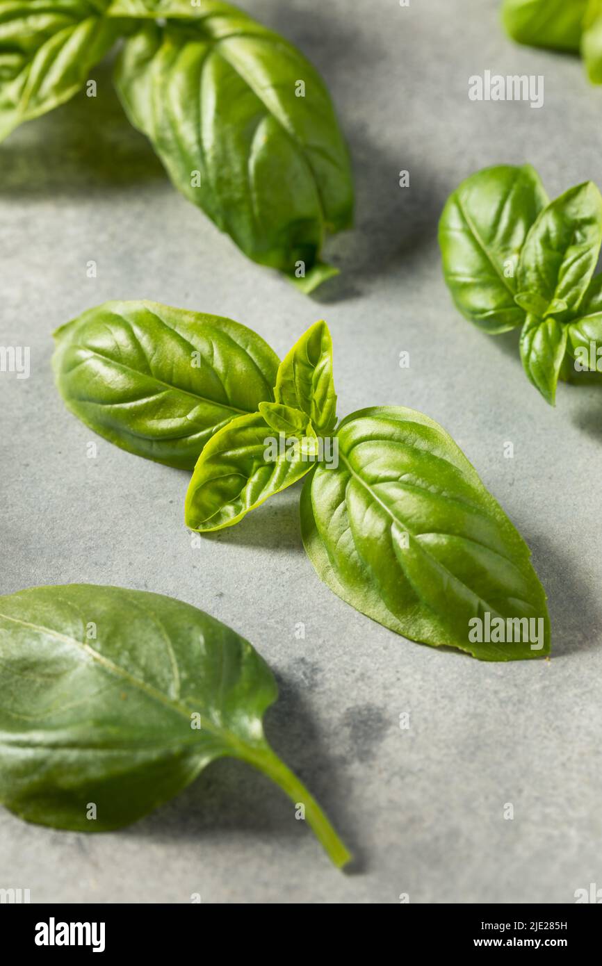 Raw Green Organic Italian Basil Leaves Ready to Cook With Stock Photo ...