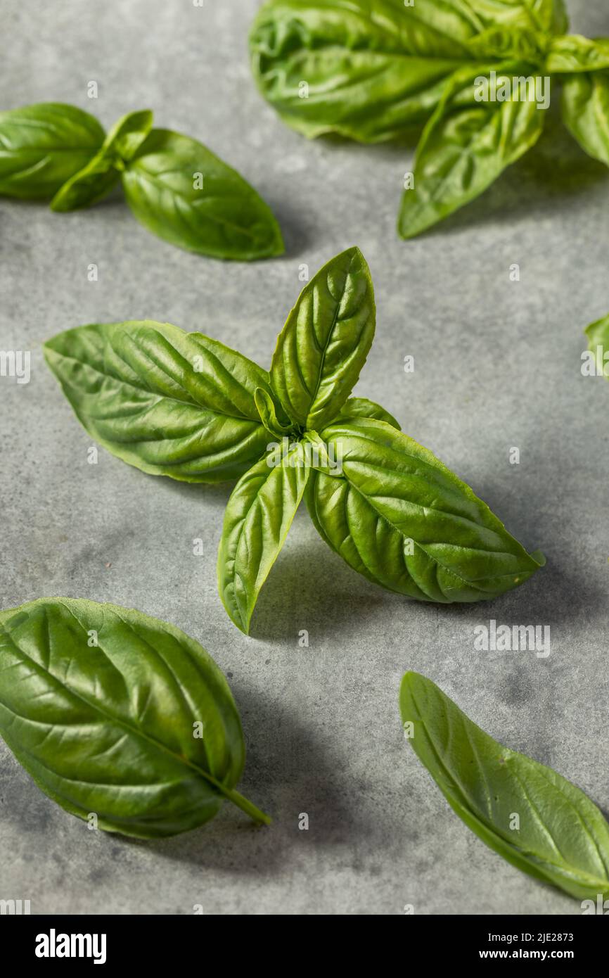 Raw Green Organic Italian Basil Leaves Ready to Cook With Stock Photo ...