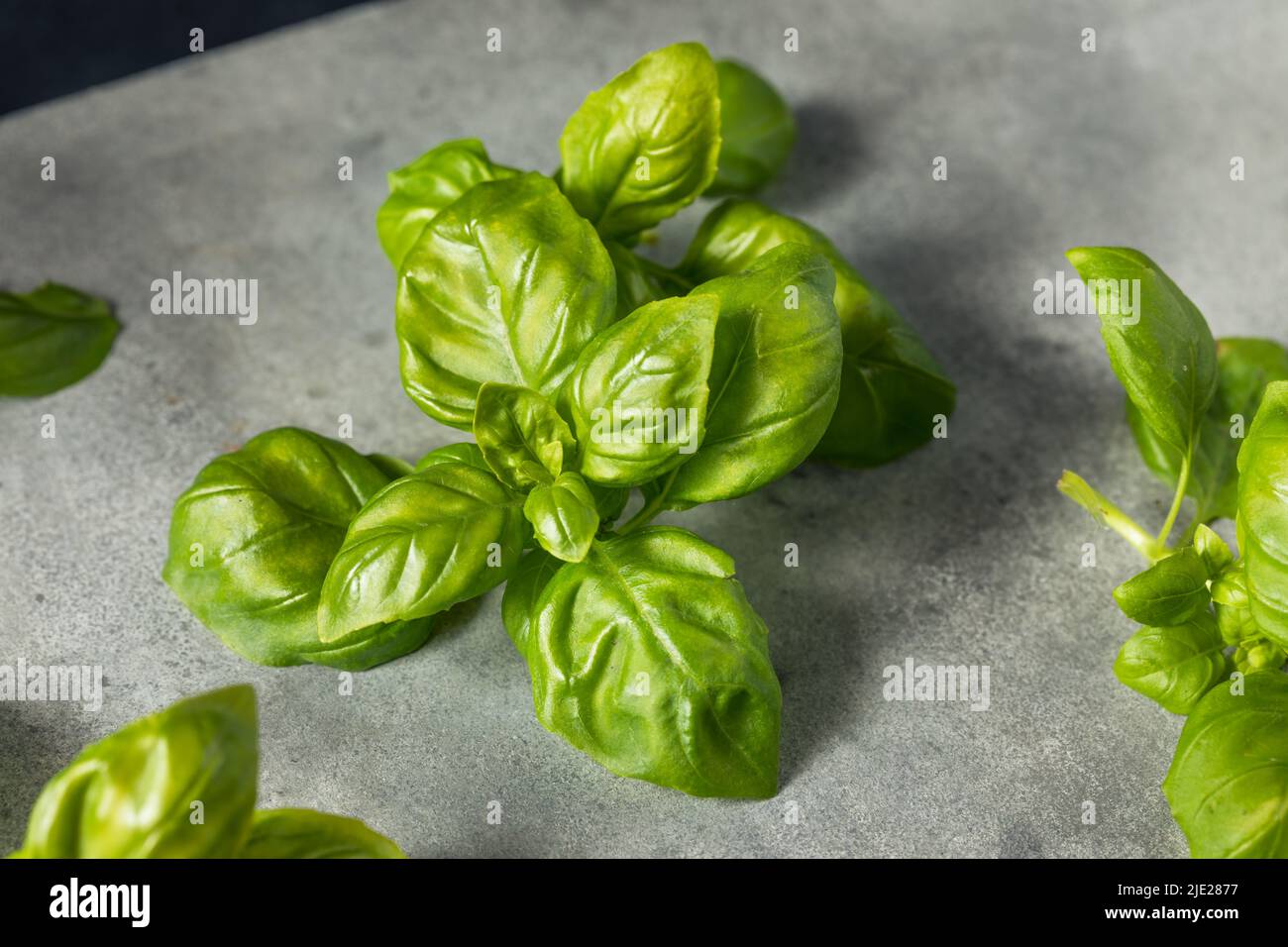 Raw Green Organic Italian Basil Leaves Ready to Cook With Stock Photo ...