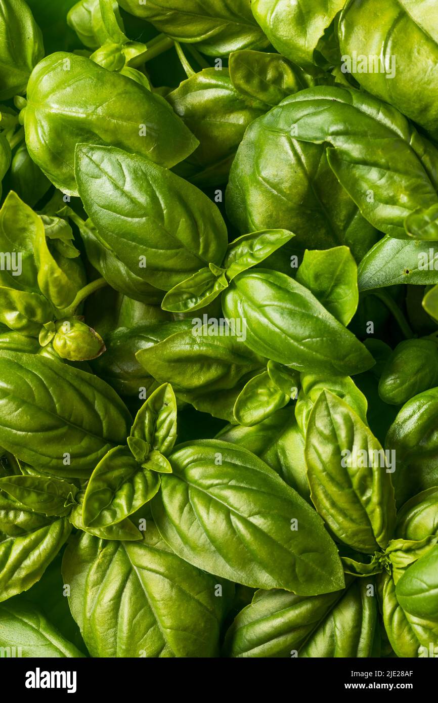 Raw Green Organic Italian Basil Leaves Ready to Cook With Stock Photo ...