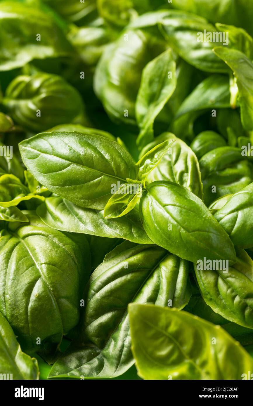 Raw Green Organic Italian Basil Leaves Ready to Cook With Stock Photo ...
