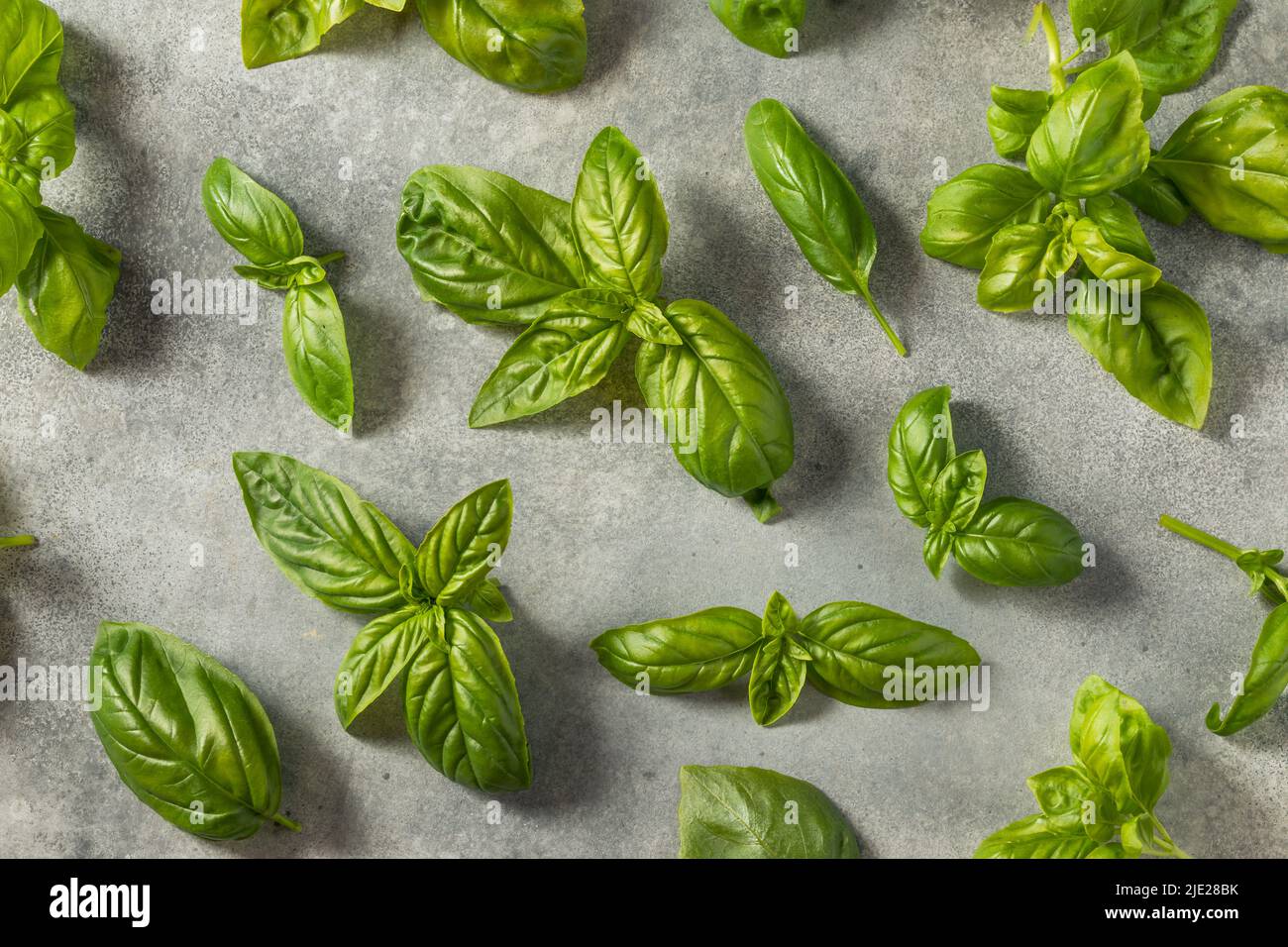 Raw Green Organic Italian Basil Leaves Ready to Cook With Stock Photo ...