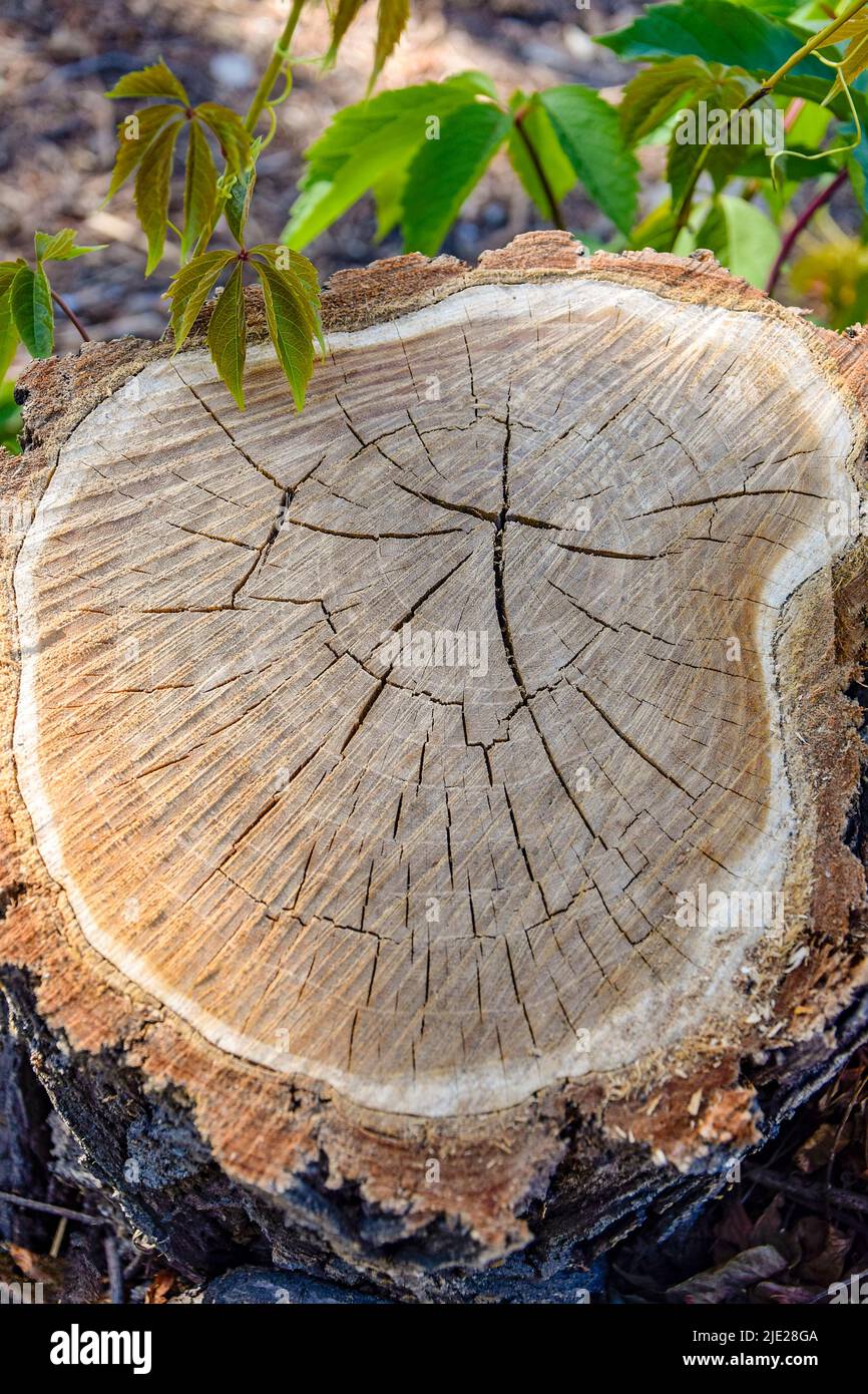 Tree Stump Texture