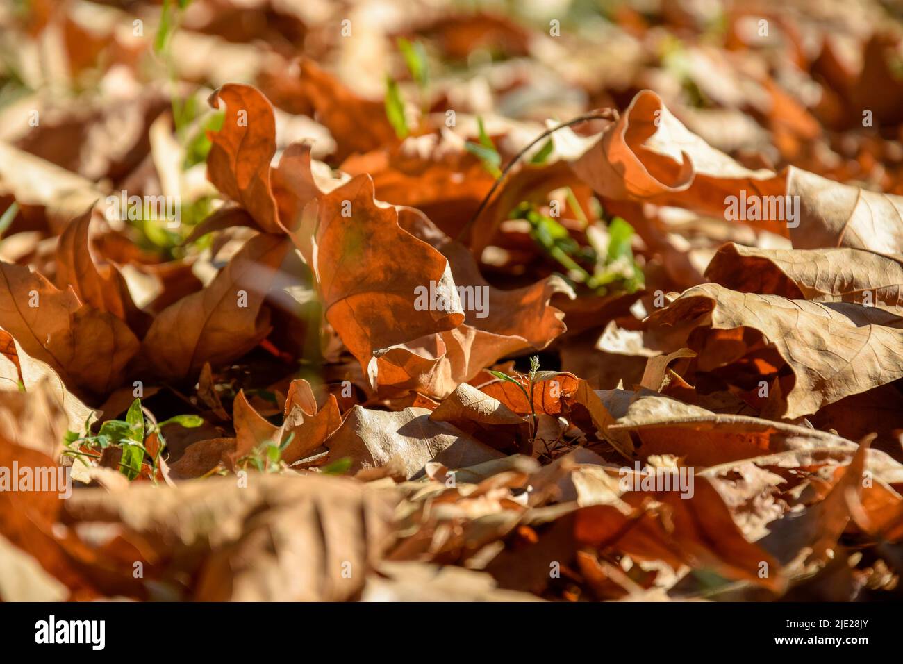 Fallen dry plane tree leaves in Autumn. Background texture. Selective ...