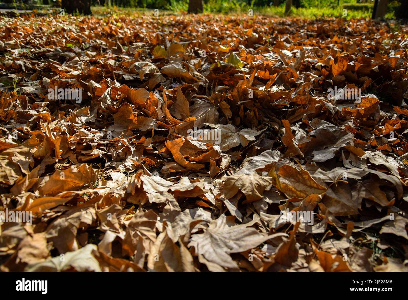 Fallen dry plane tree leaves in Autumn. Background texture. Selective ...