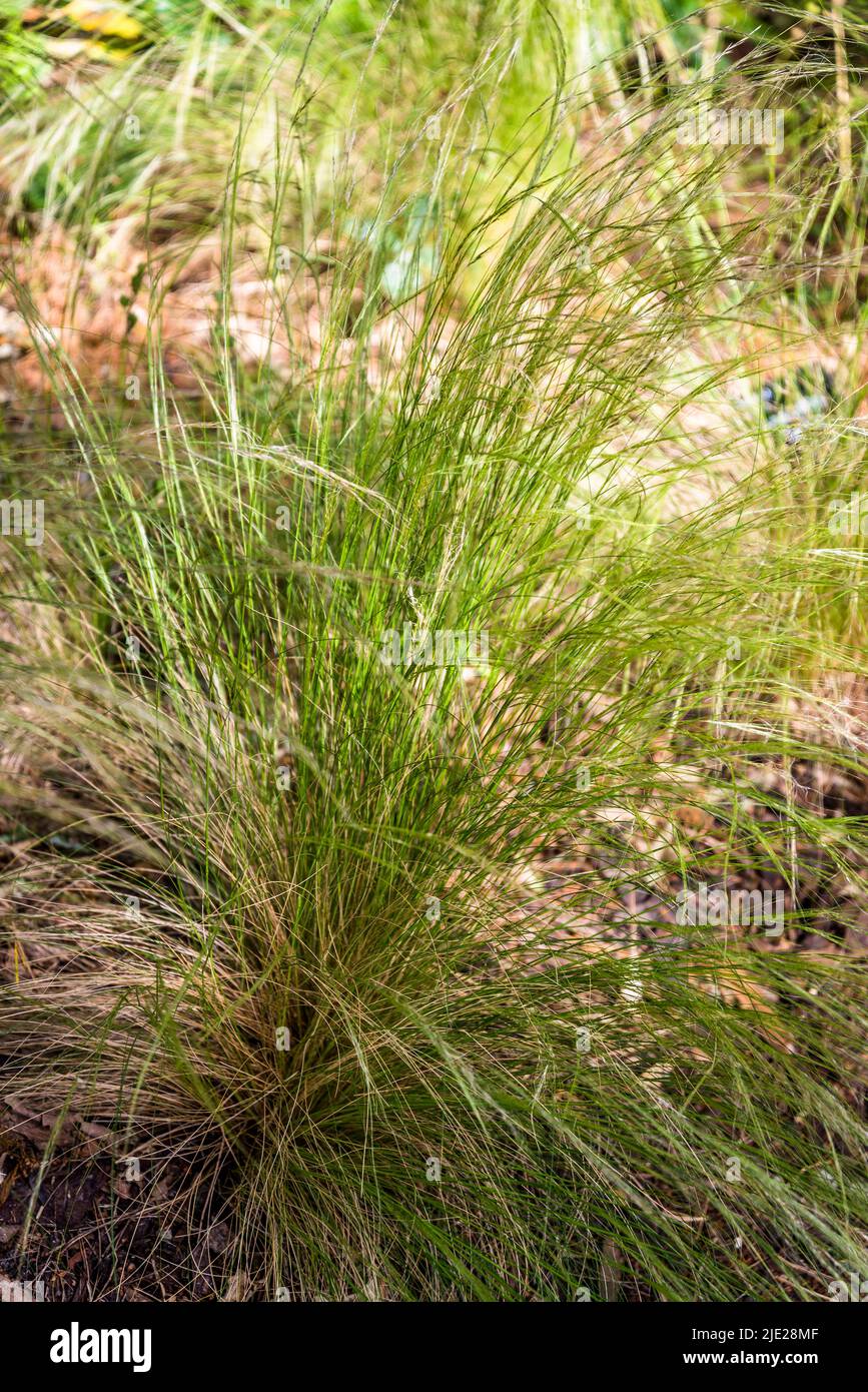 Ornamental grass, Needle grasses, Stipa Stock Photo - Alamy