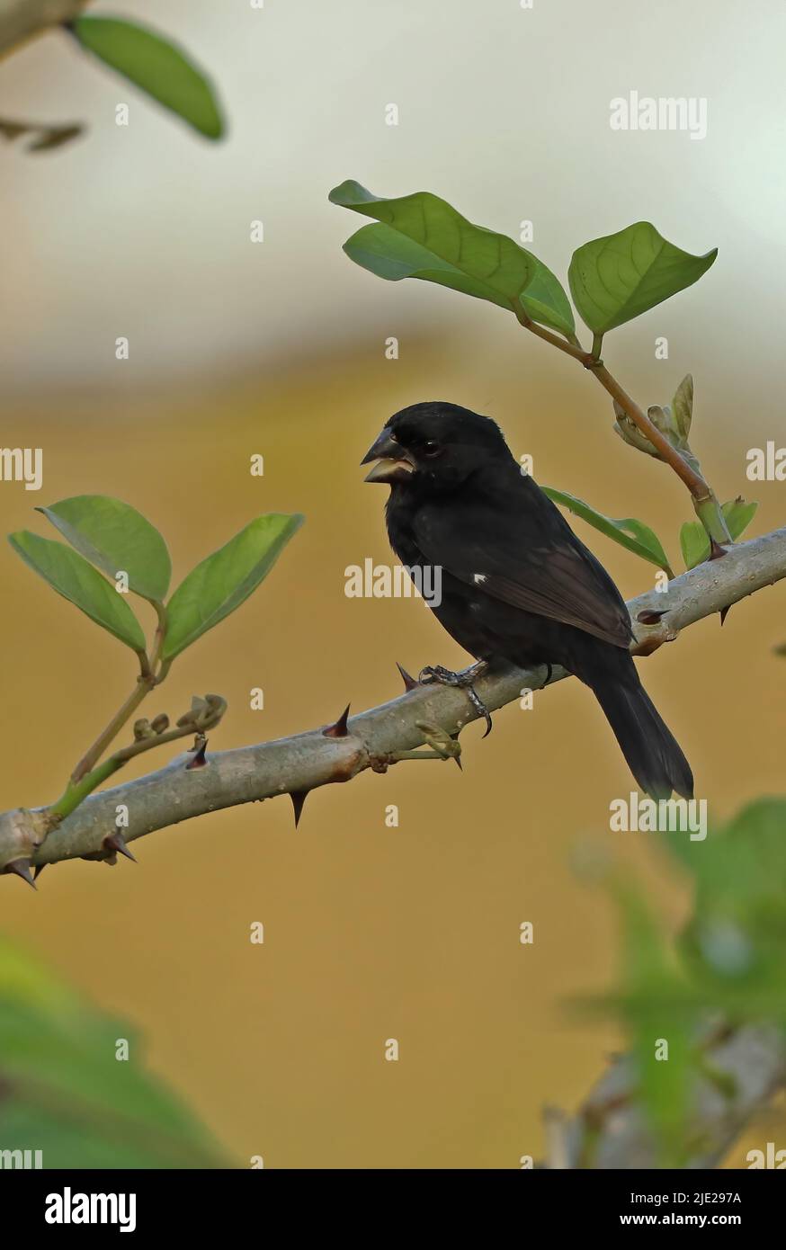 Thick-billed Seed-finch (Sporophila funerea salvini) adult male perched ...